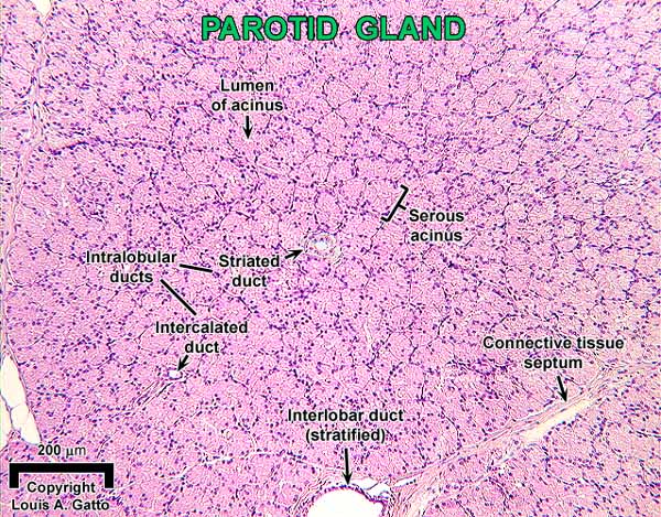 web.cortland.edu - /gatto/Histology/Diglands/images/